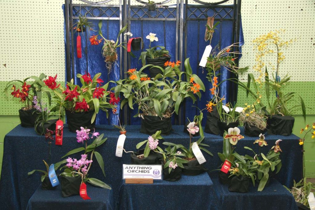 Orchid Show Info – Batavia Orchid Society